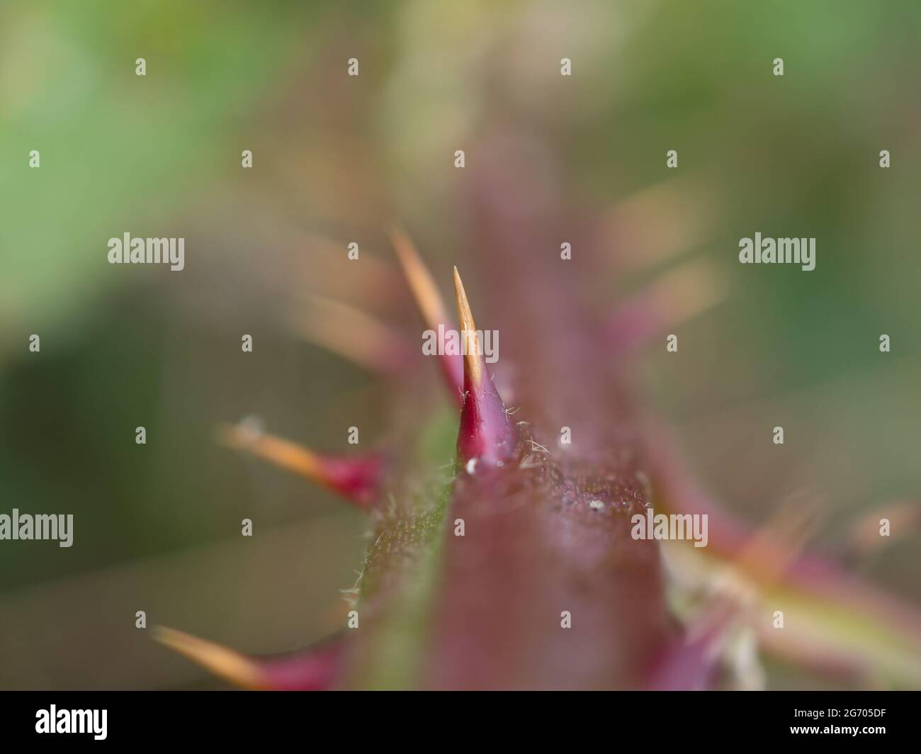 Close up of a blackberry spike, Rubus sect. Rubus , North Rhine ...