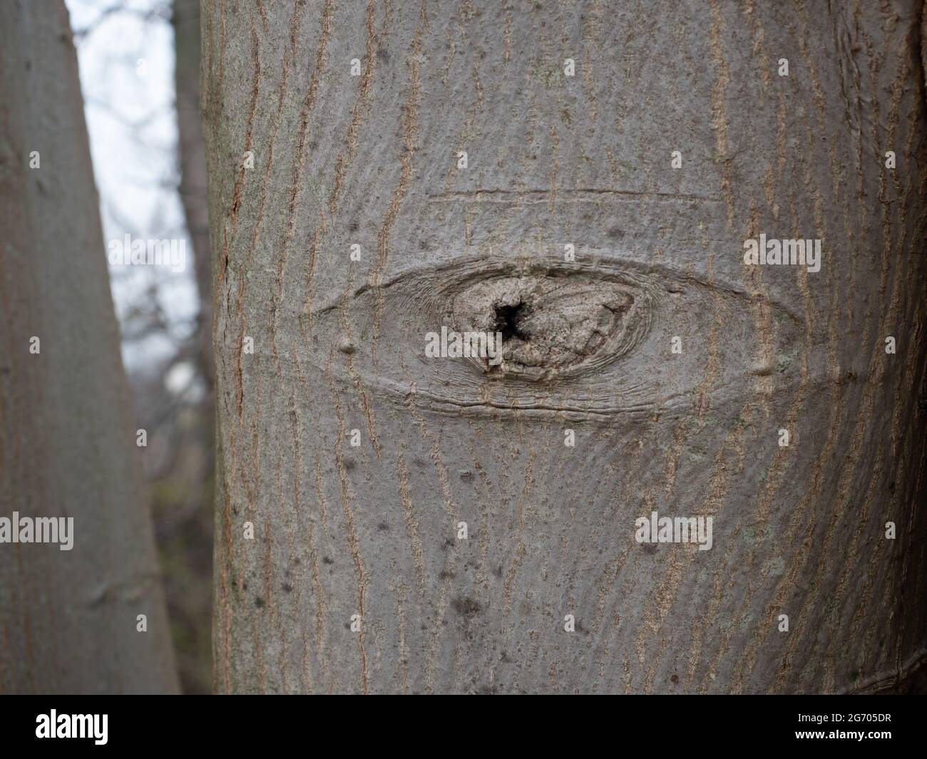 Spooky tree bark hi-res stock photography and images - Alamy