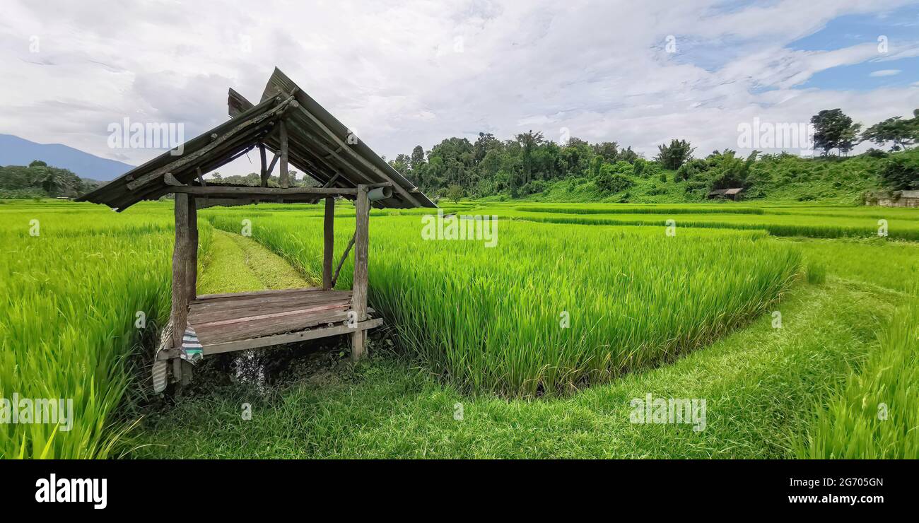 Rusty old rusted tin roof wooden hut by the rice field Stock Photo - Alamy