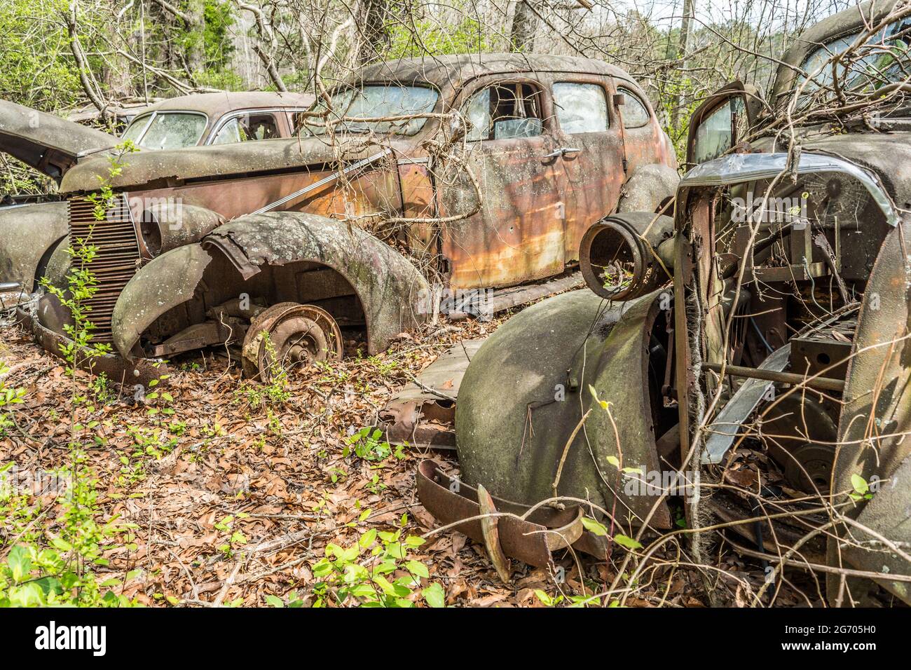 A couple of 1940's vintage cars abandoned in the woods to rot and decay leaving nature to take ...