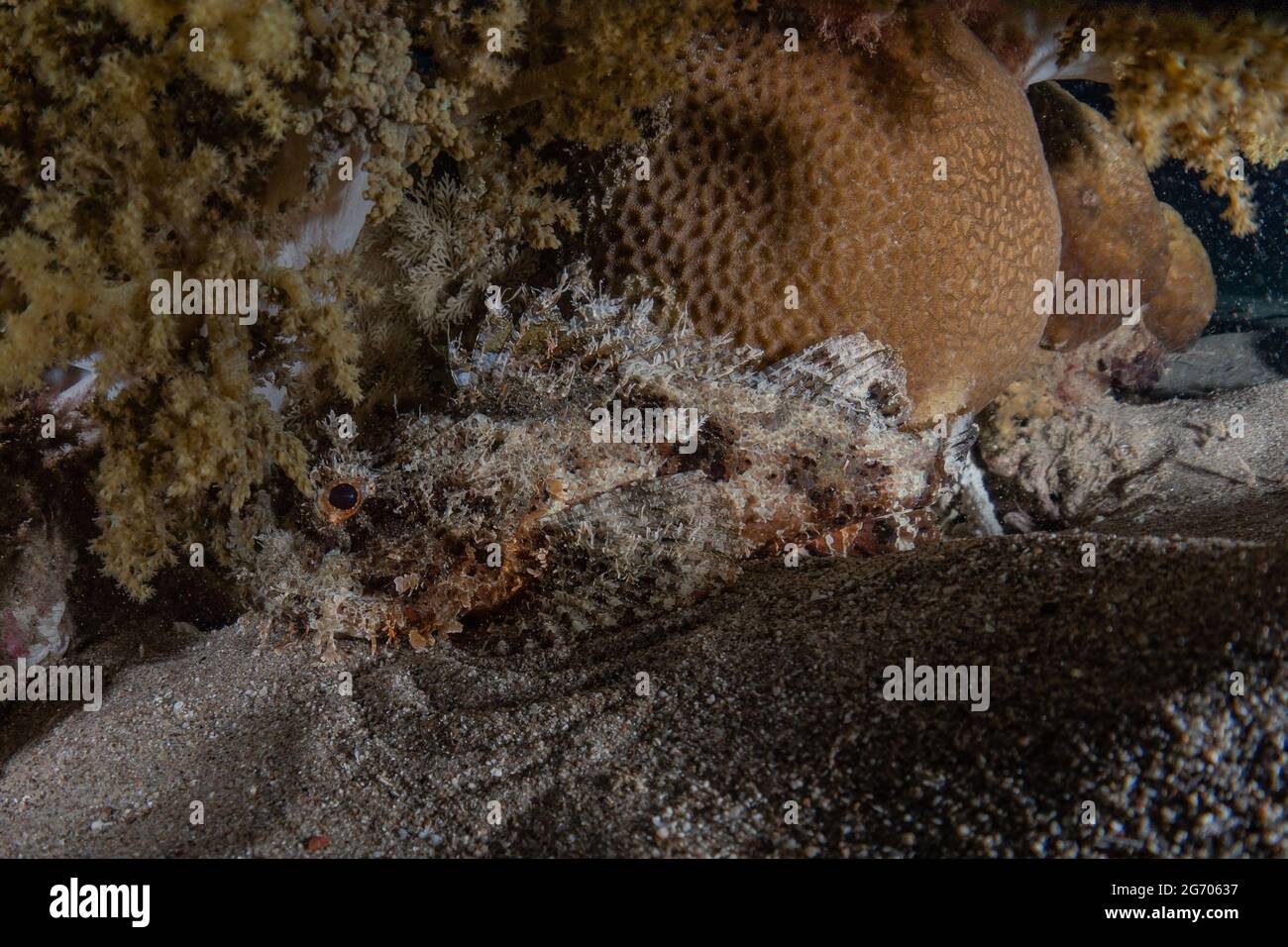 Dolphin swimming in the Red Sea, Eilat Israel Stock Photo - Alamy