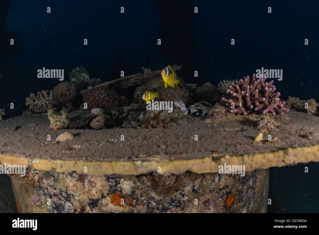 Dolphin swimming in the Red Sea, Eilat Israel Stock Photo - Alamy