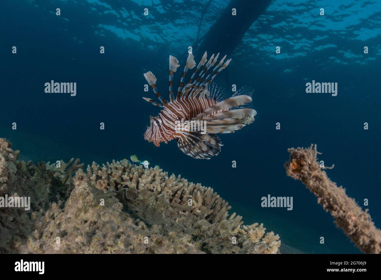 Dolphin swimming in the Red Sea, Eilat Israel Stock Photo - Alamy