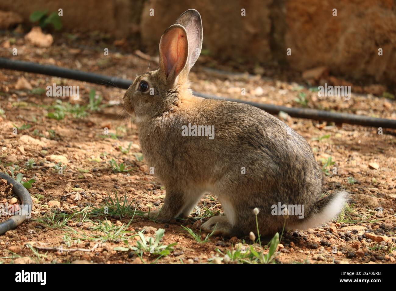 Rabbit looking to the left, Paphos Zoo, Cyprus Stock Photo - Alamy