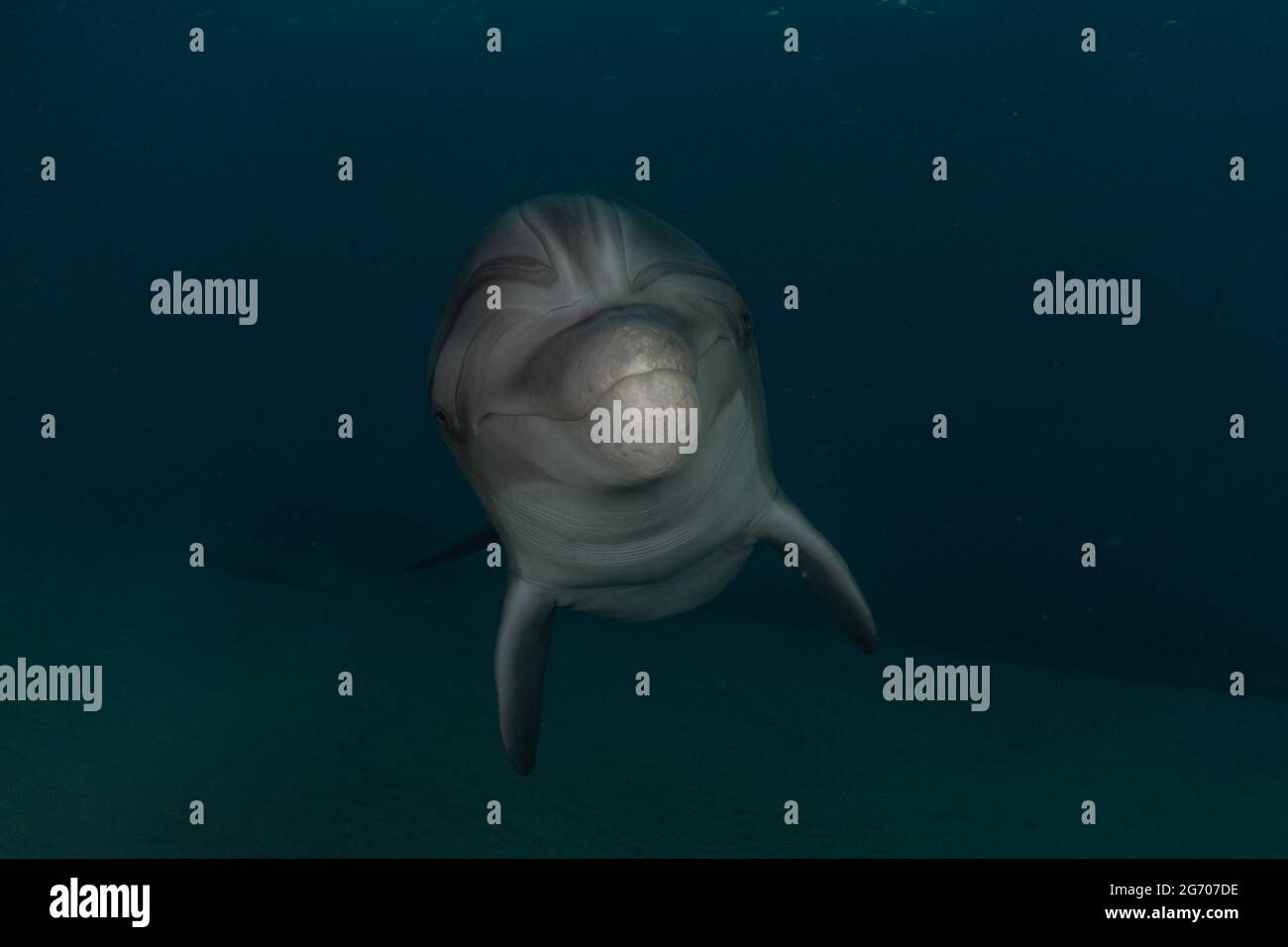 Dolphin swimming in the Red Sea, Eilat Israel Stock Photo - Alamy