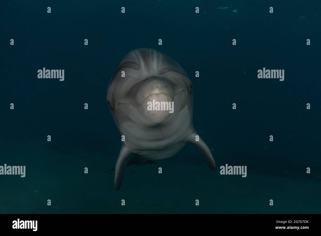 Dolphin swimming in the Red Sea, Eilat Israel Stock Photo - Alamy