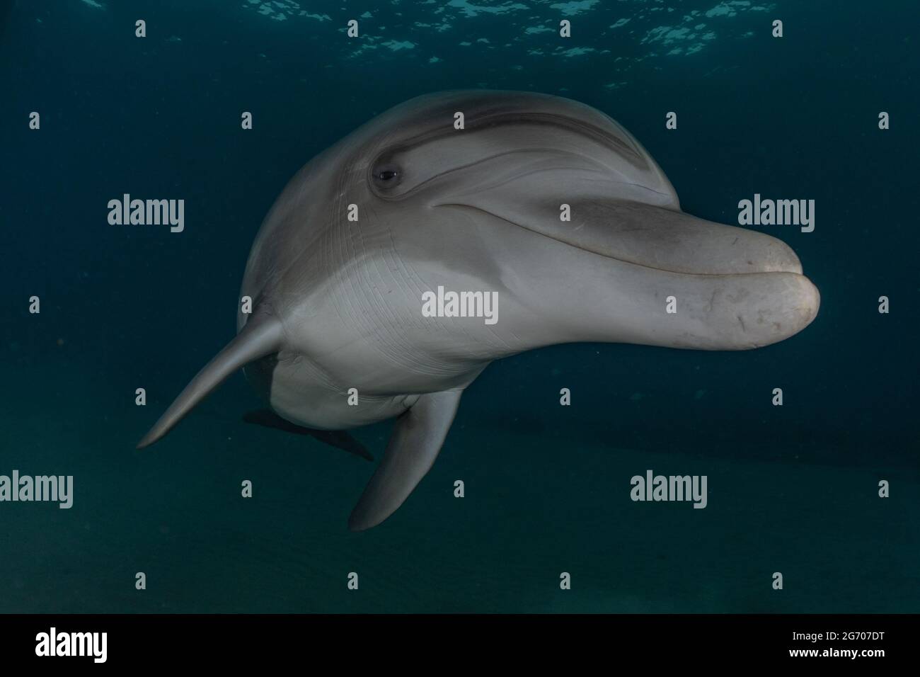 Dolphin swimming in the Red Sea, Eilat Israel Stock Photo - Alamy