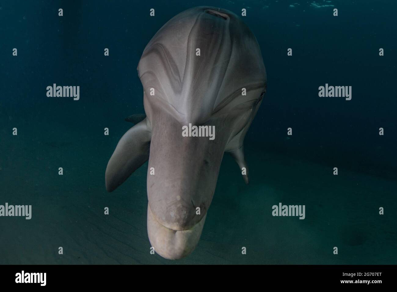 Dolphin swimming in the Red Sea, Eilat Israel Stock Photo - Alamy