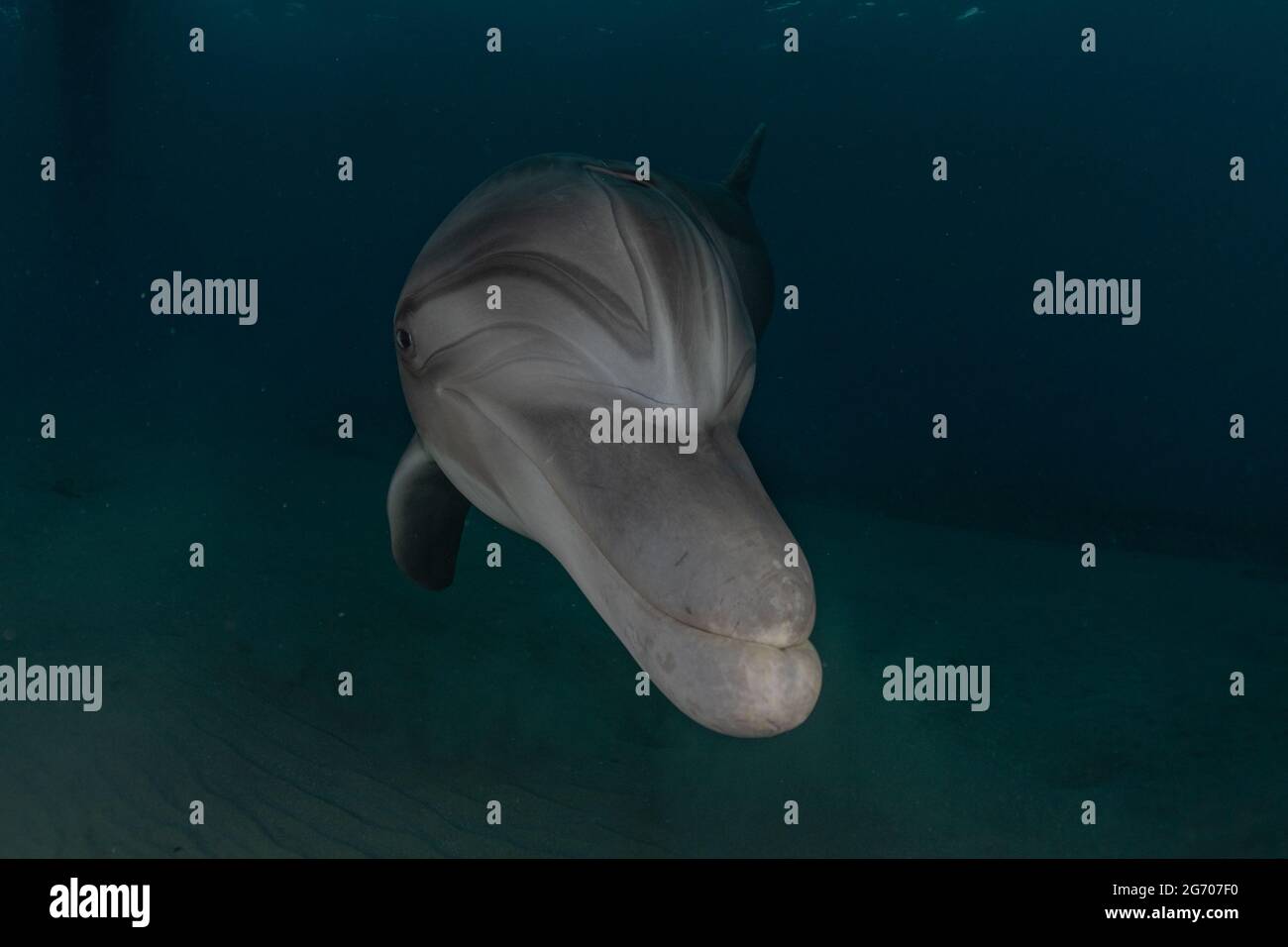 Dolphin swimming in the Red Sea, Eilat Israel Stock Photo - Alamy