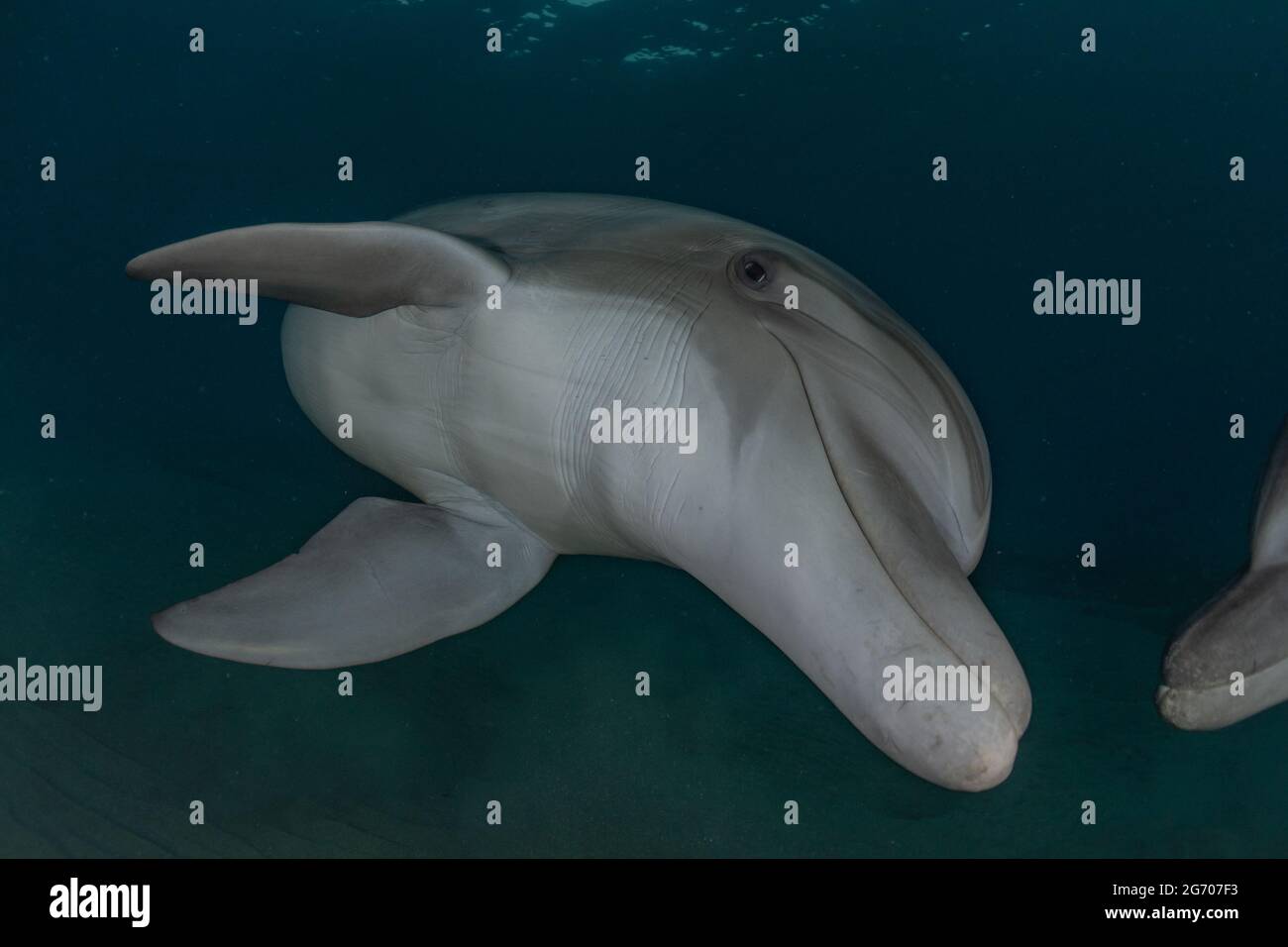 Dolphin swimming in the Red Sea, Eilat Israel Stock Photo - Alamy