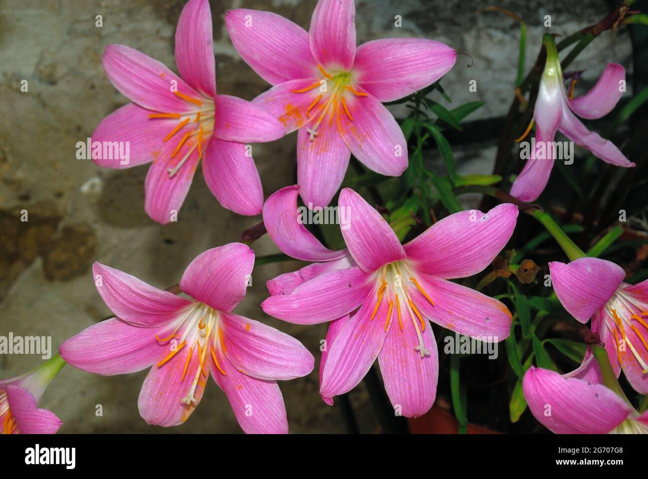 Zephyr lily hi-res stock photography and images - Alamy