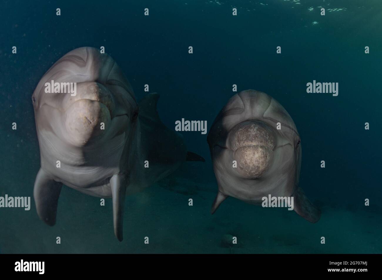 Dolphin swimming in the Red Sea, Eilat Israel Stock Photo - Alamy