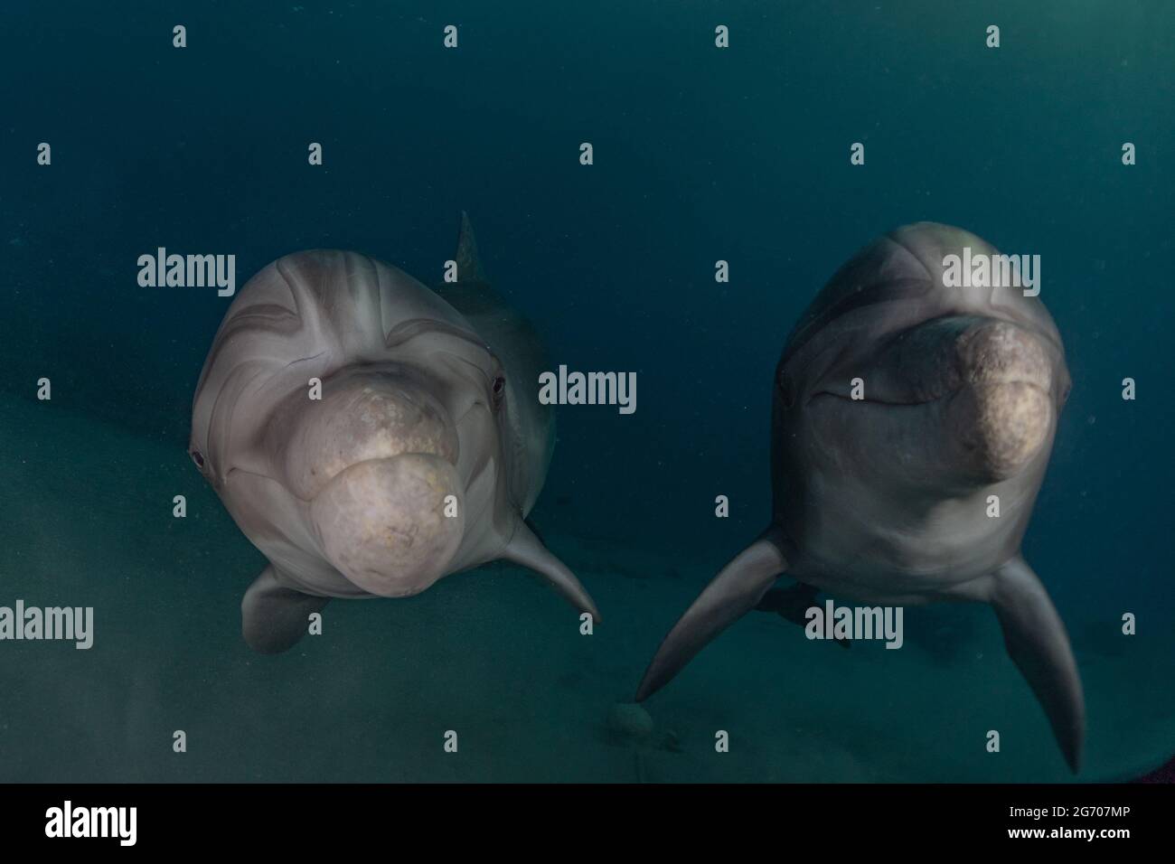 Dolphin swimming in the Red Sea, Eilat Israel Stock Photo - Alamy