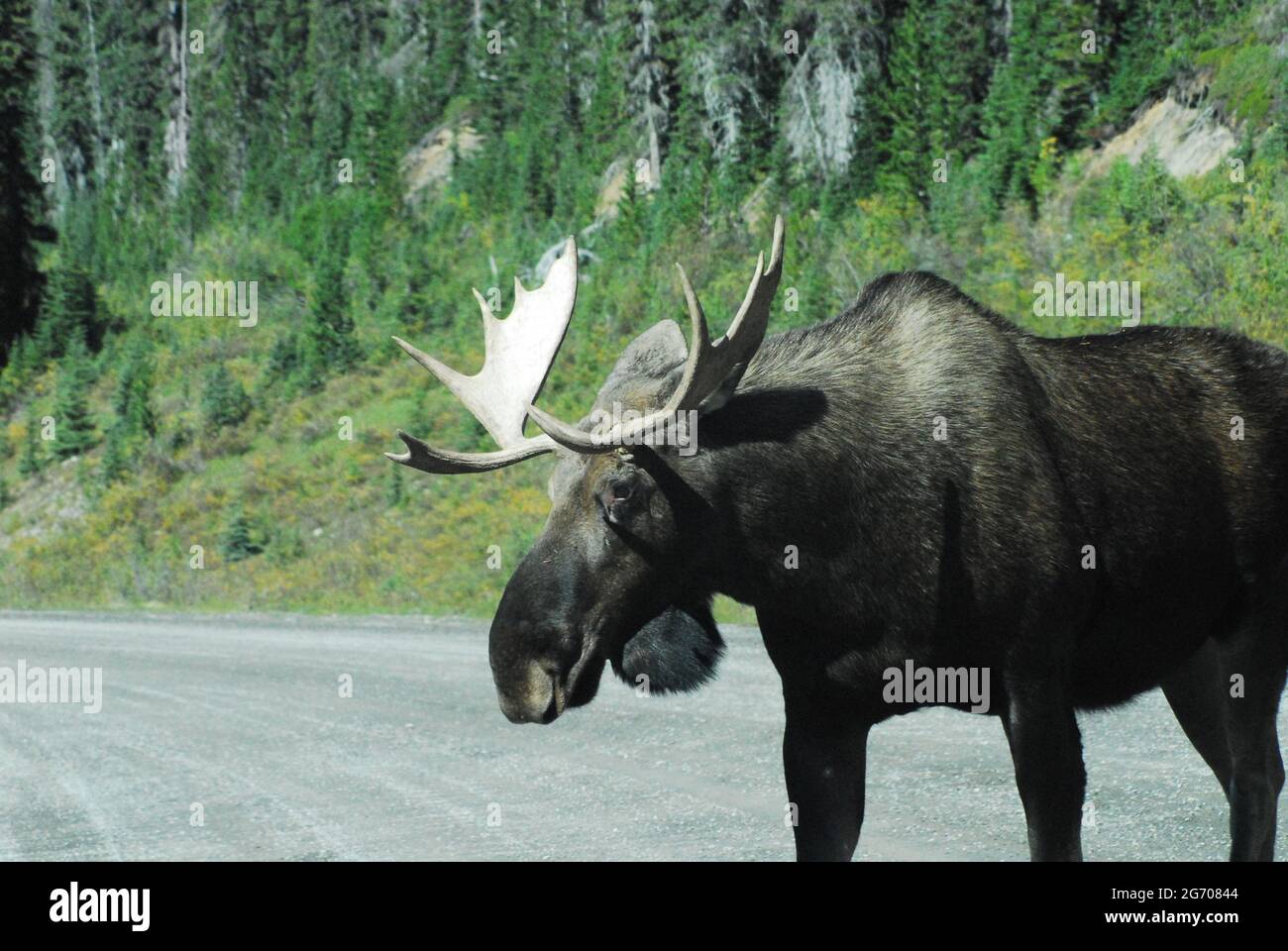 Moose canada hi-res stock photography and images - Alamy