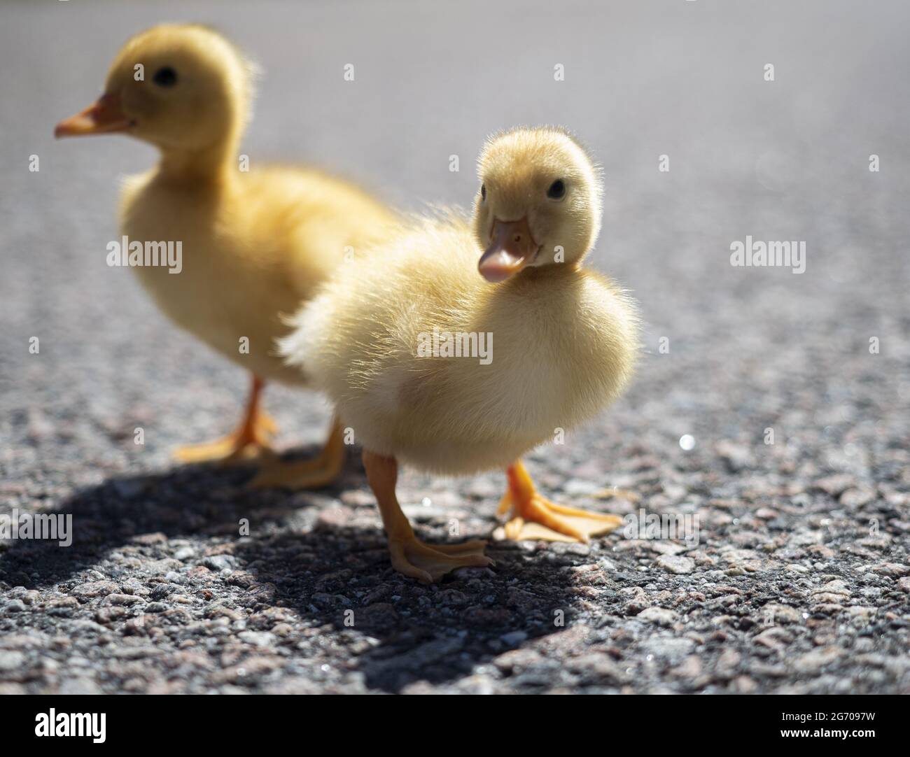 Sunny rays on duck hi-res stock photography and images - Alamy