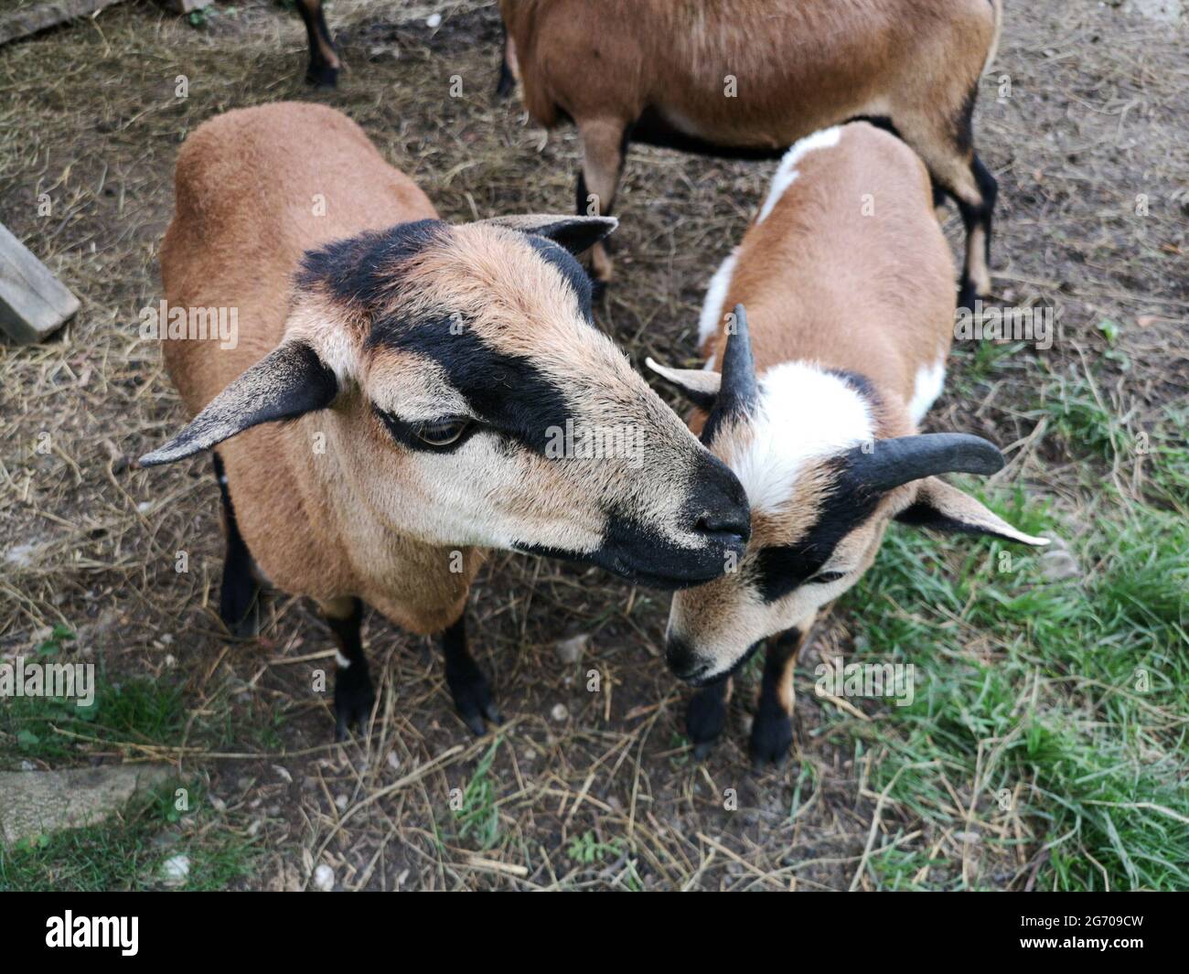 Two goats heads hi-res stock photography and images - Alamy