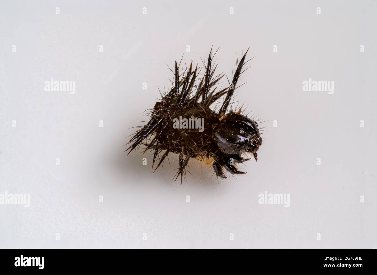 Discarded skin from peacock caterpillar after transformation into ...