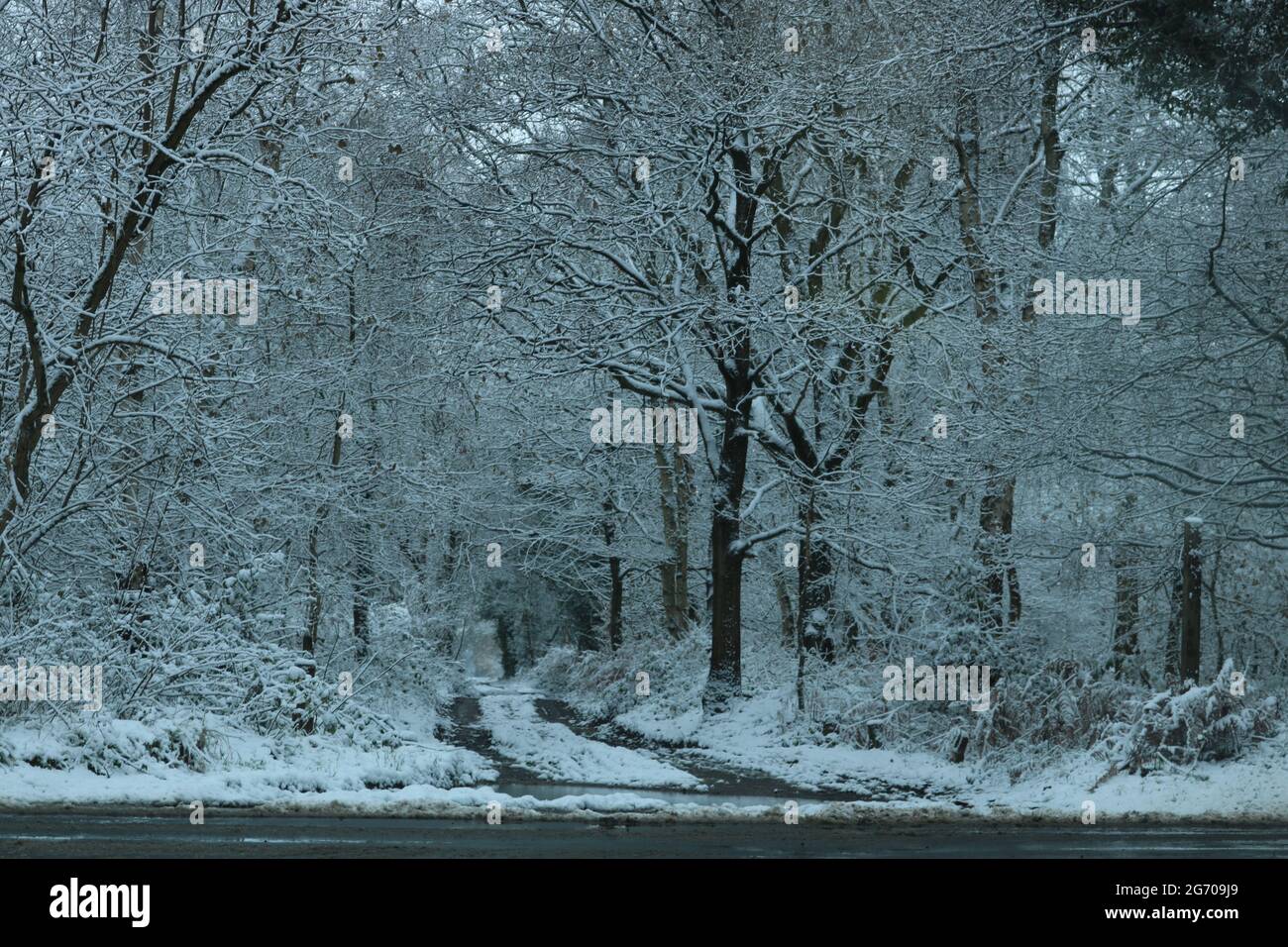 Winter tree scene in the UK Stock Photo - Alamy