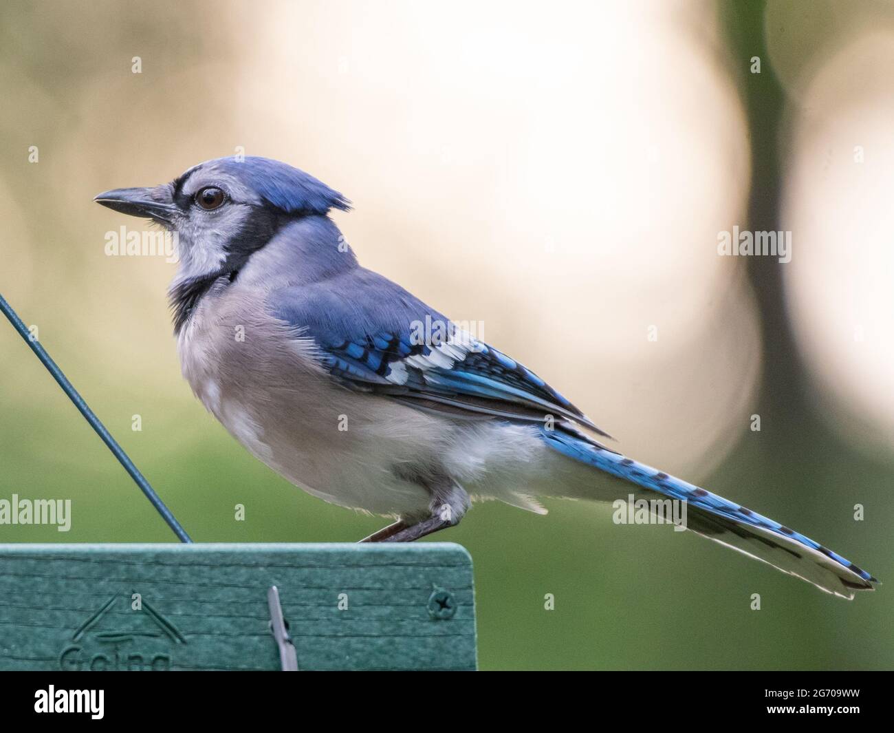 Bluejay feeding hi-res stock photography and images - Alamy