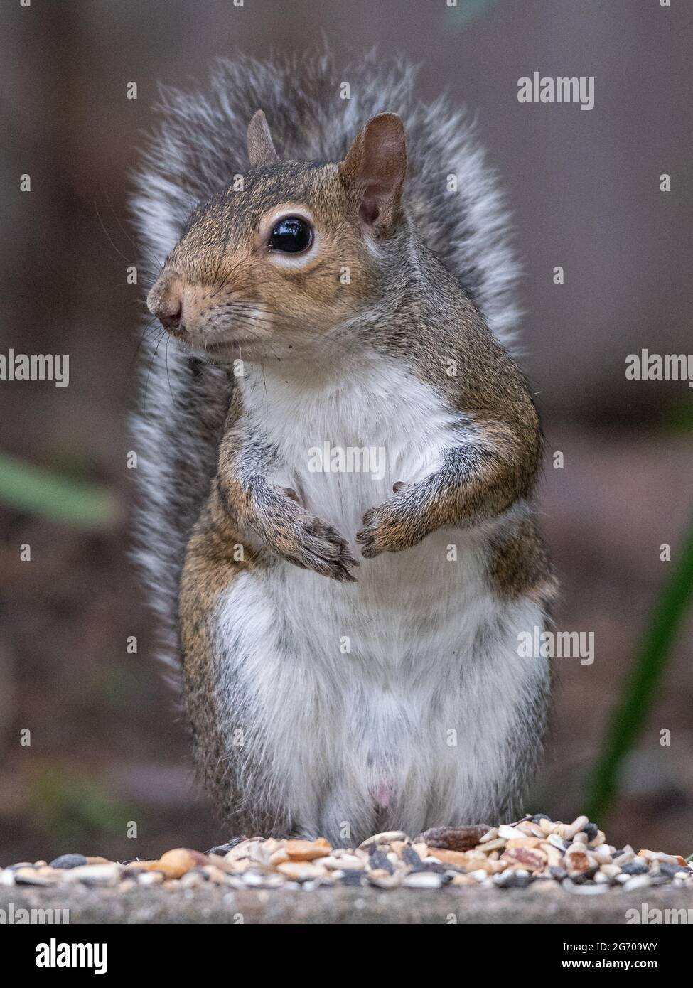 A watchful squirrel looks up from his supply of seeds Stock Photo - Alamy
