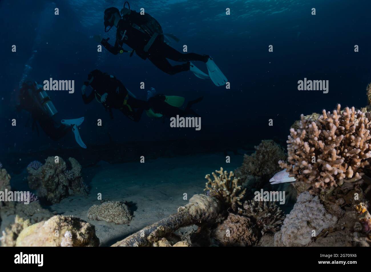 Coral reef and water plants in the Red Sea, Eilat Israel Stock Photo ...