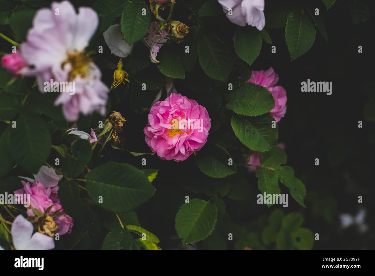Wild roses on a bush in the country Stock Photo - Alamy
