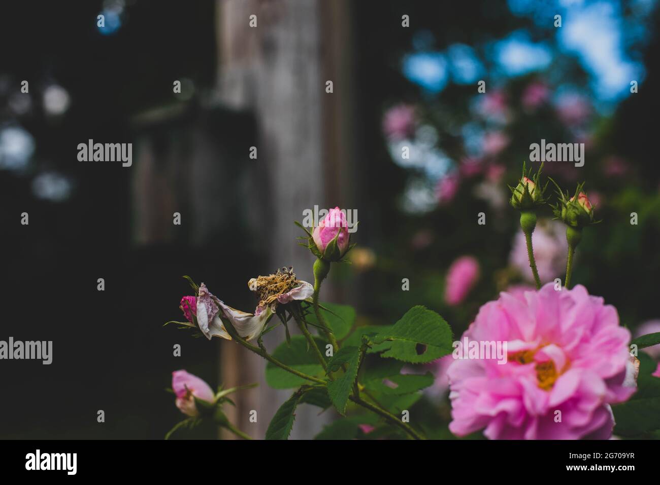 Wild roses on a bush in the country Stock Photo - Alamy