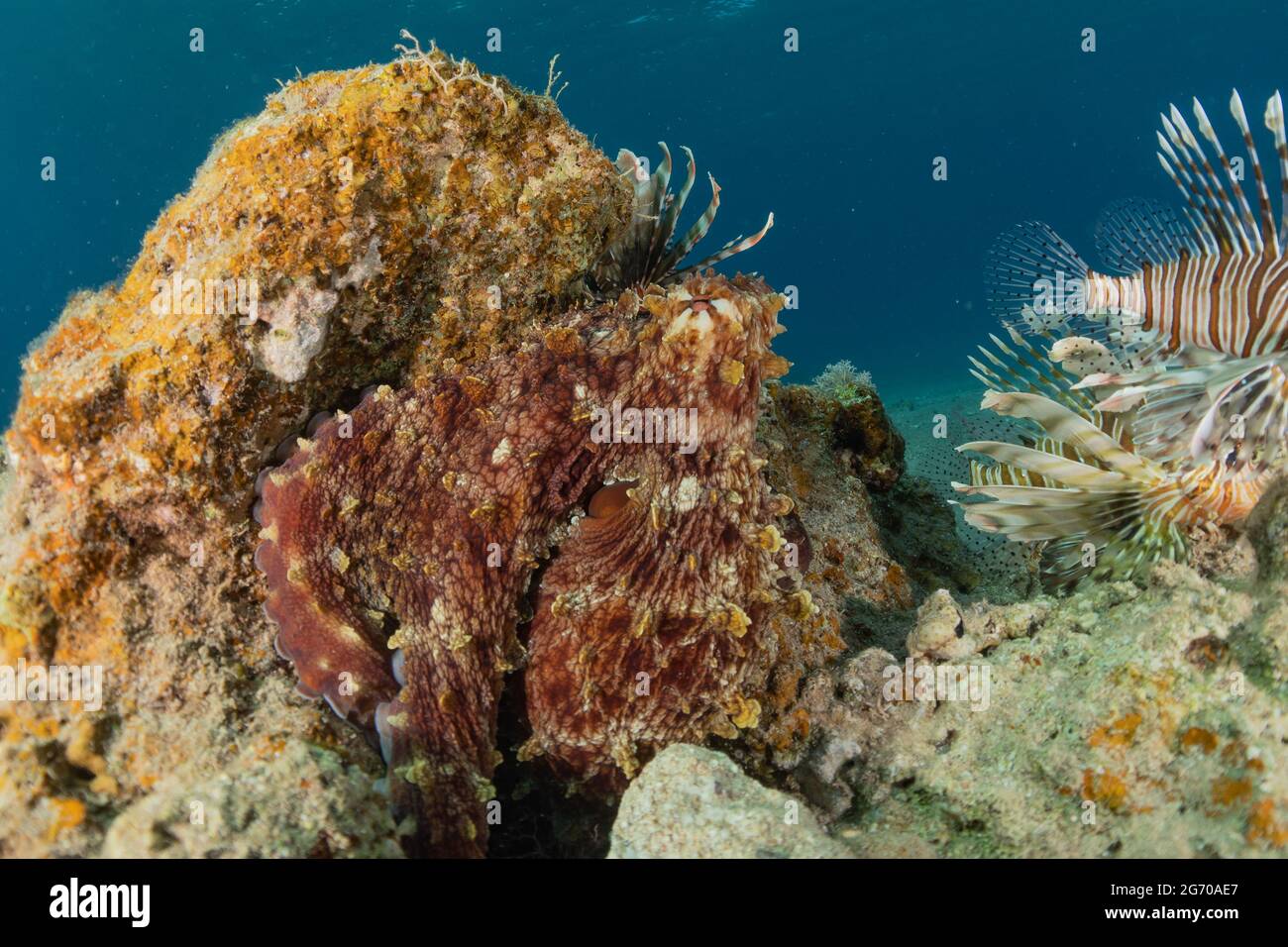 Octopus king of camouflage in the Red Sea, Eilat Israel Stock Photo - Alamy