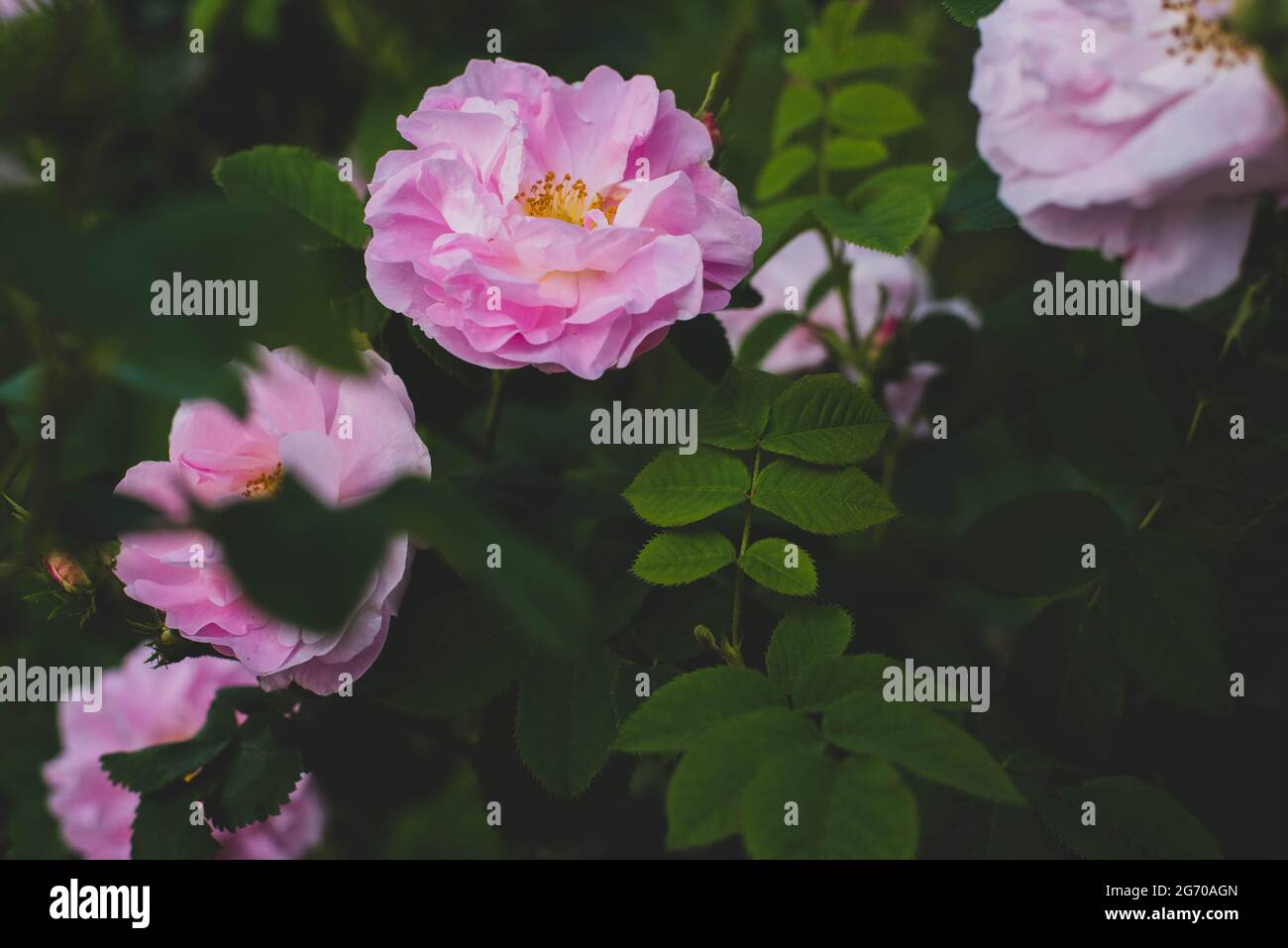Wild roses on a bush in the country Stock Photo - Alamy