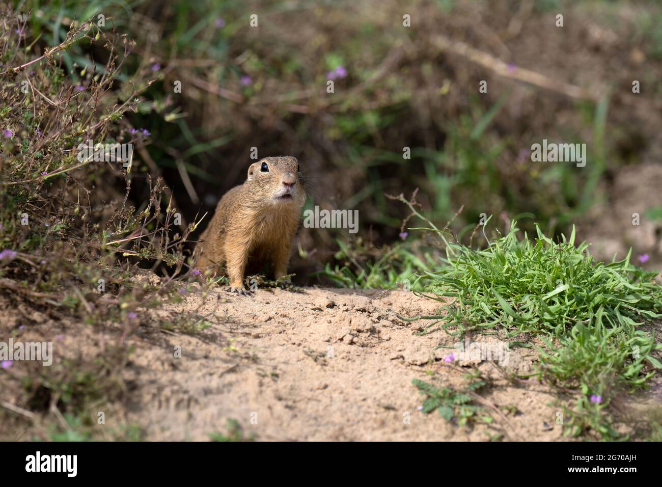Gopher gophers ground squirrel hi-res stock photography and images - Alamy