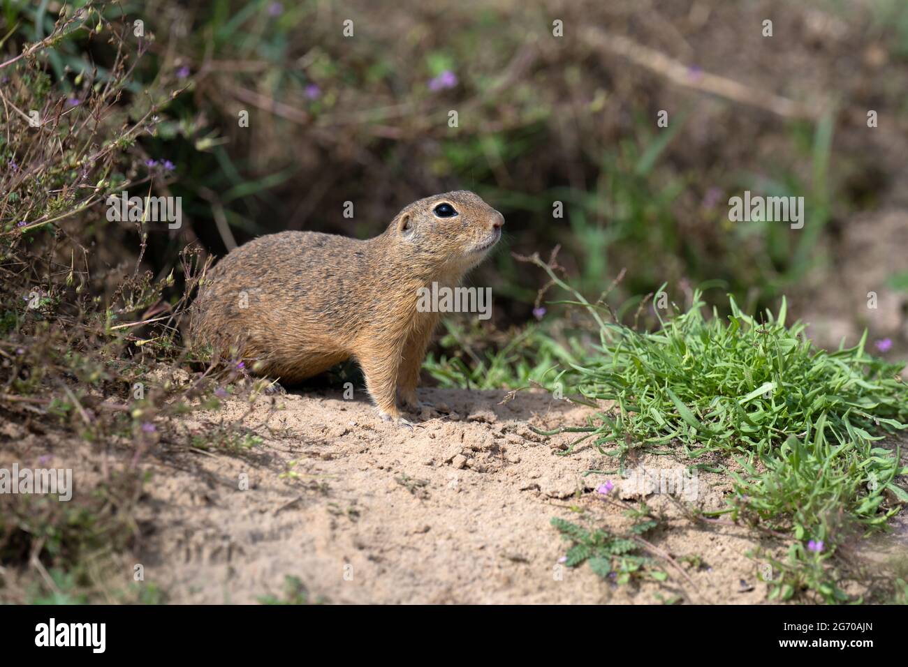 Life of ground squirrels living in a protected area in a reserve Stock ...