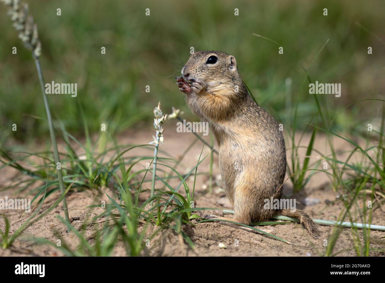 Furry High Resolution Stock Photography and Images - Alamy