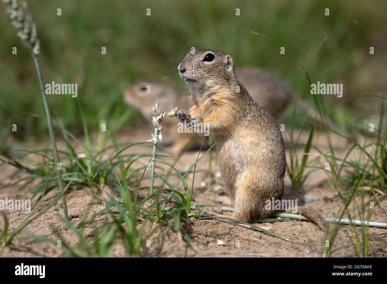 Life of ground squirrels living in a protected area in a reserve Stock ...