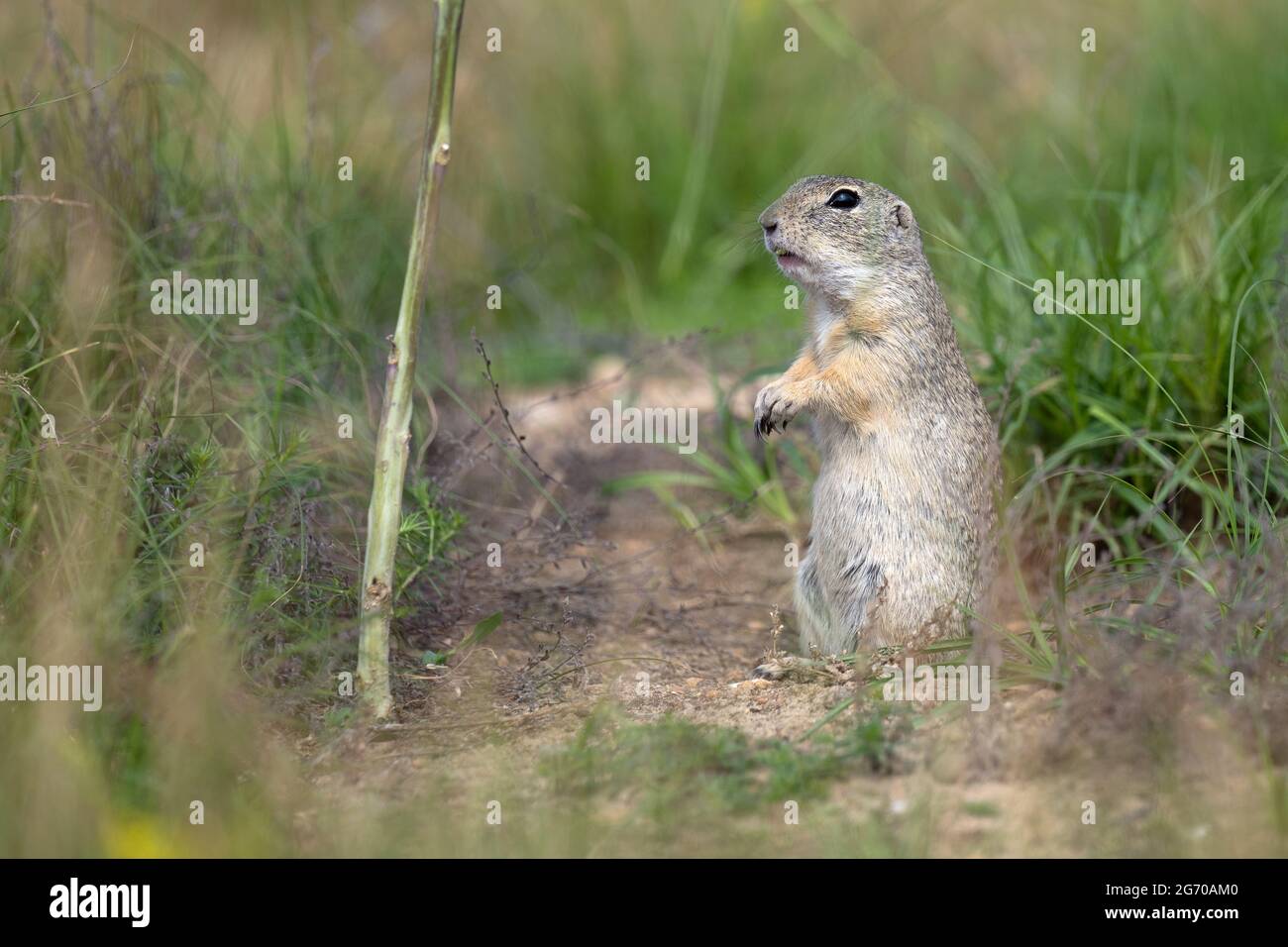 Life of ground squirrels living in a protected area in a reserve Stock ...