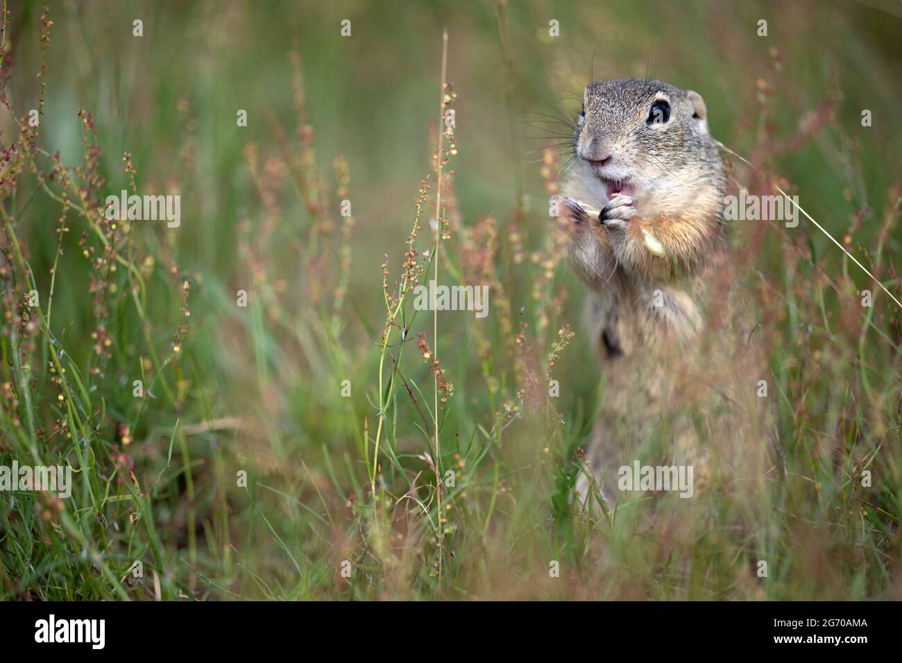 Life of ground squirrels living in a protected area in a reserve Stock ...