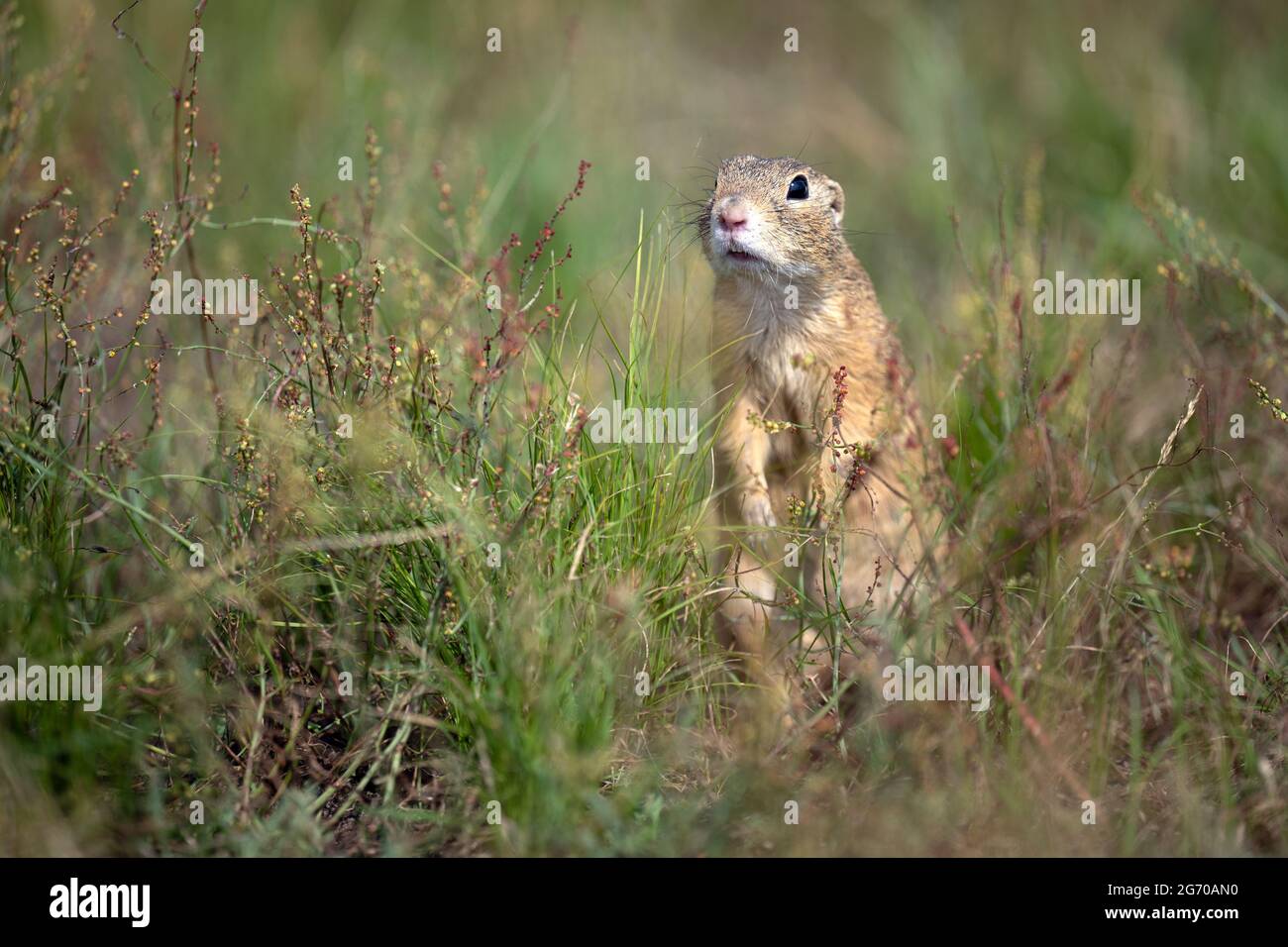 Life of ground squirrels living in a protected area in a reserve Stock ...