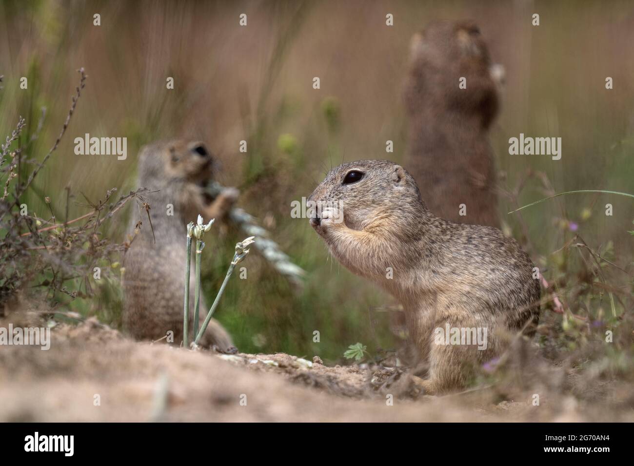Life of ground squirrels living in a protected area in a reserve Stock ...