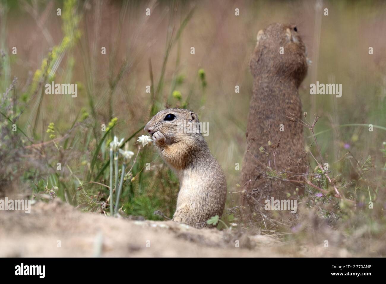 Life of ground squirrels living in a protected area in a reserve Stock ...