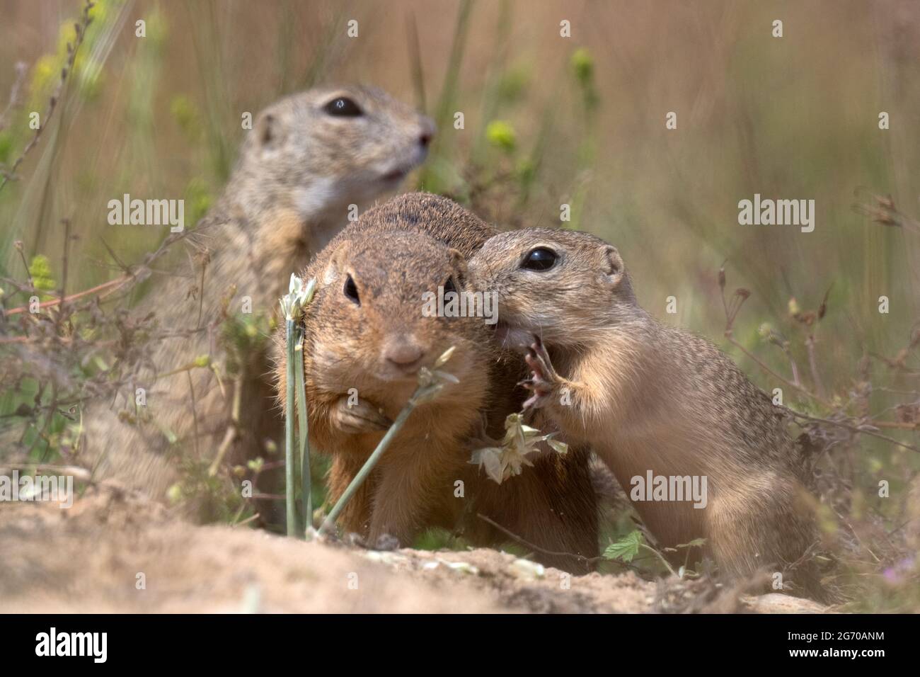 Life of ground squirrels living in a protected area in a reserve Stock ...