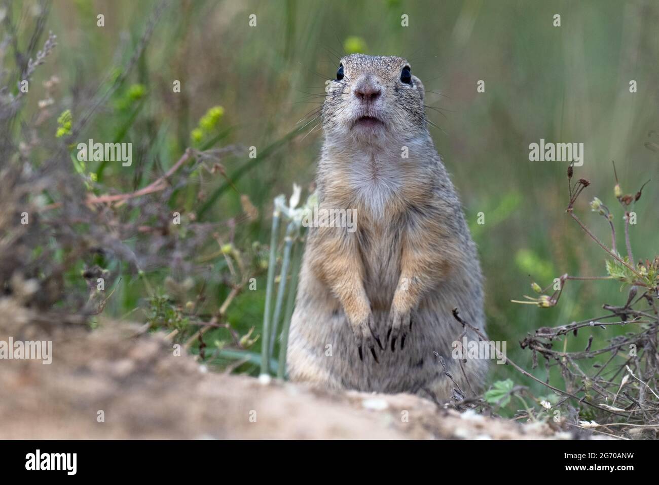 Life of ground squirrels living in a protected area in a reserve Stock ...