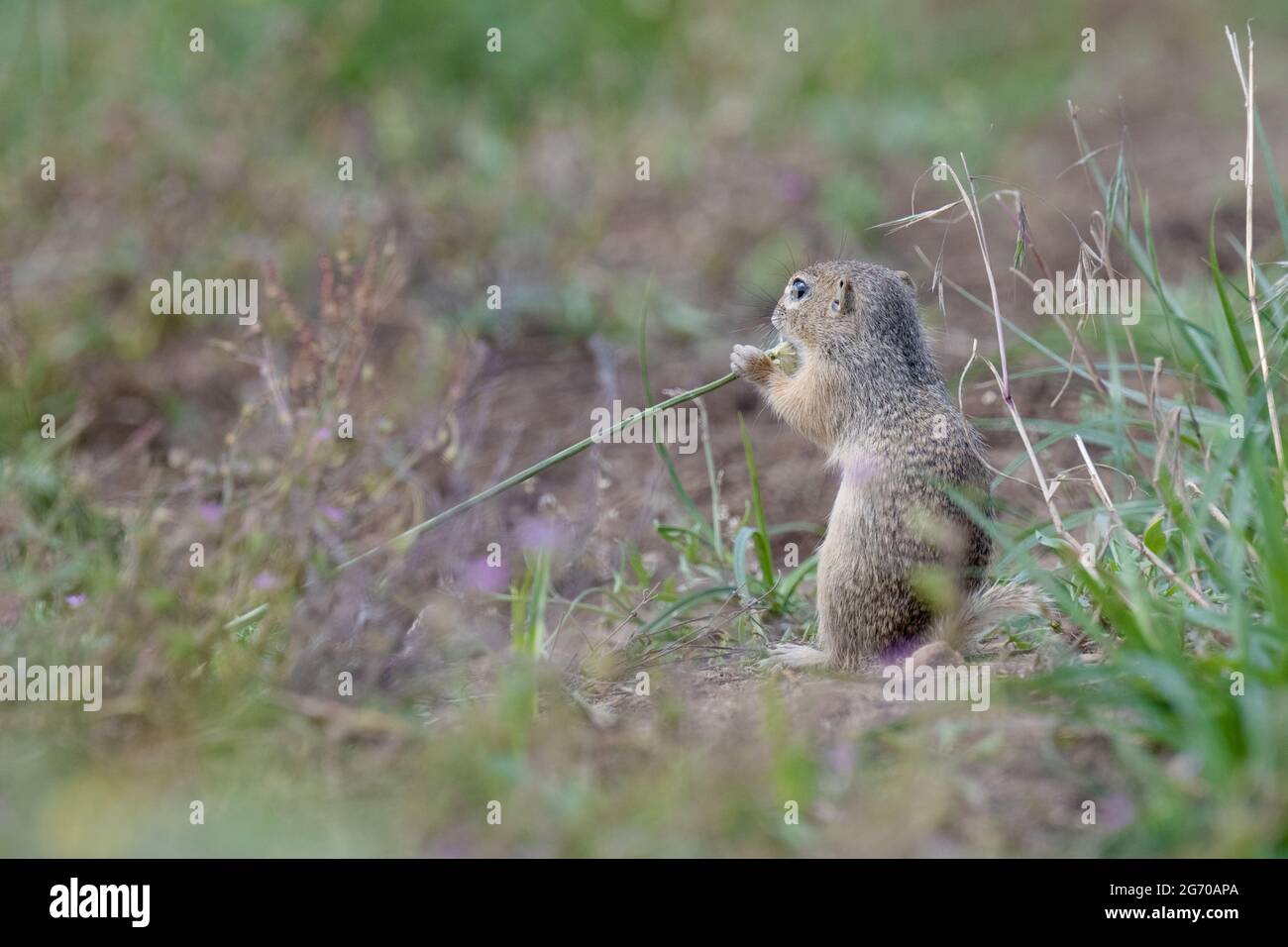Life of ground squirrels living in a protected area in a reserve Stock ...