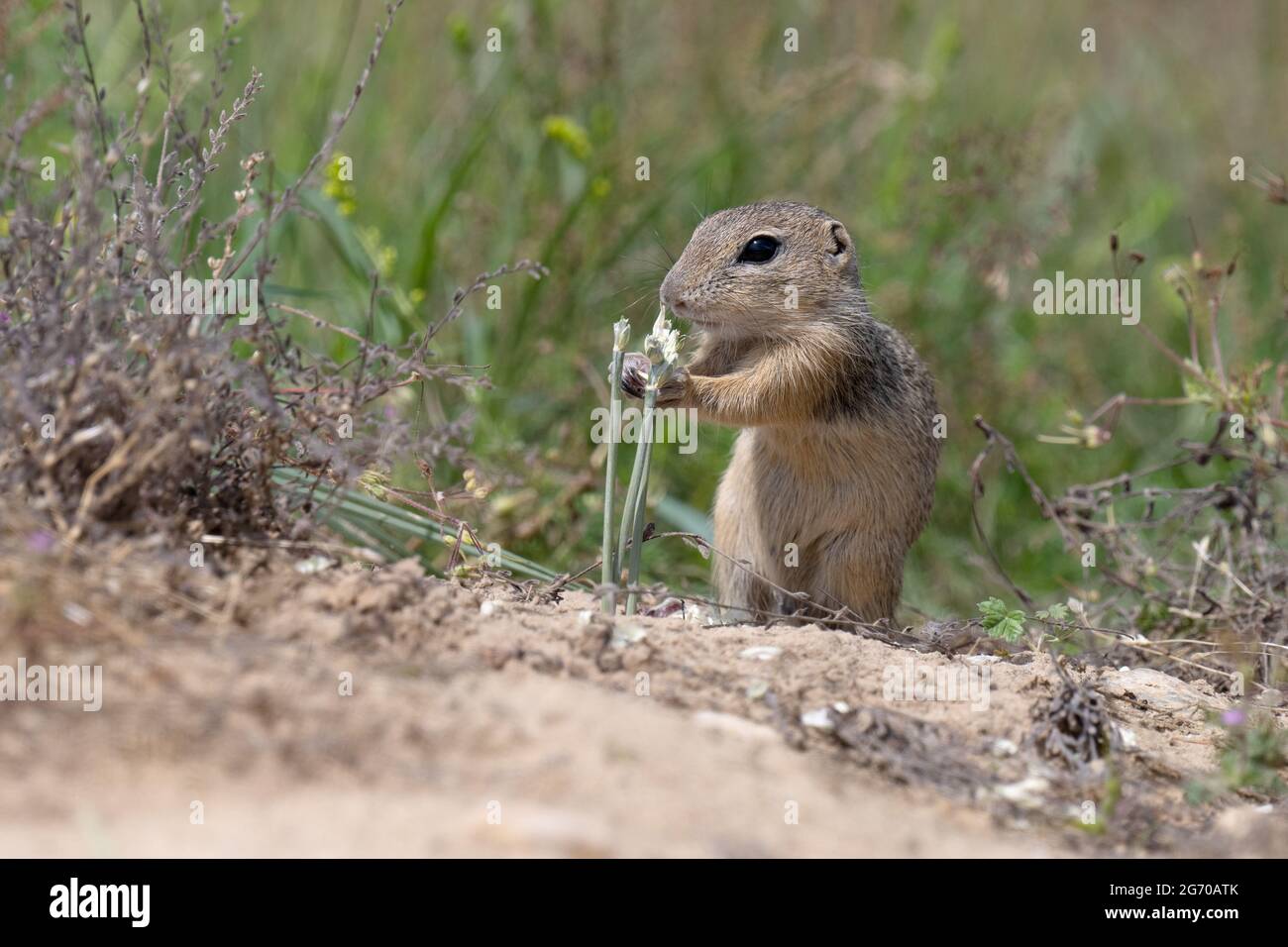 Life of ground squirrels living in a protected area in a reserve Stock ...