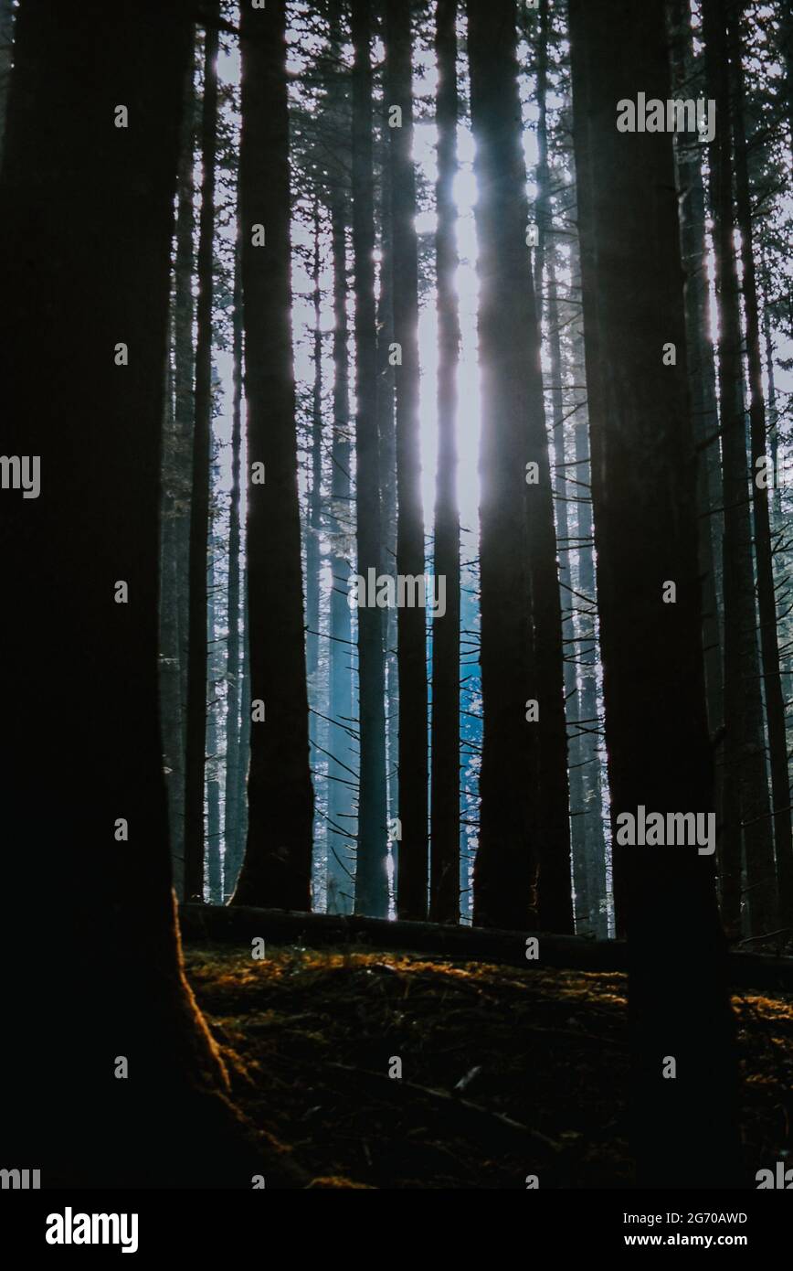 Beautiful misty morning in a forest Stock Photo - Alamy