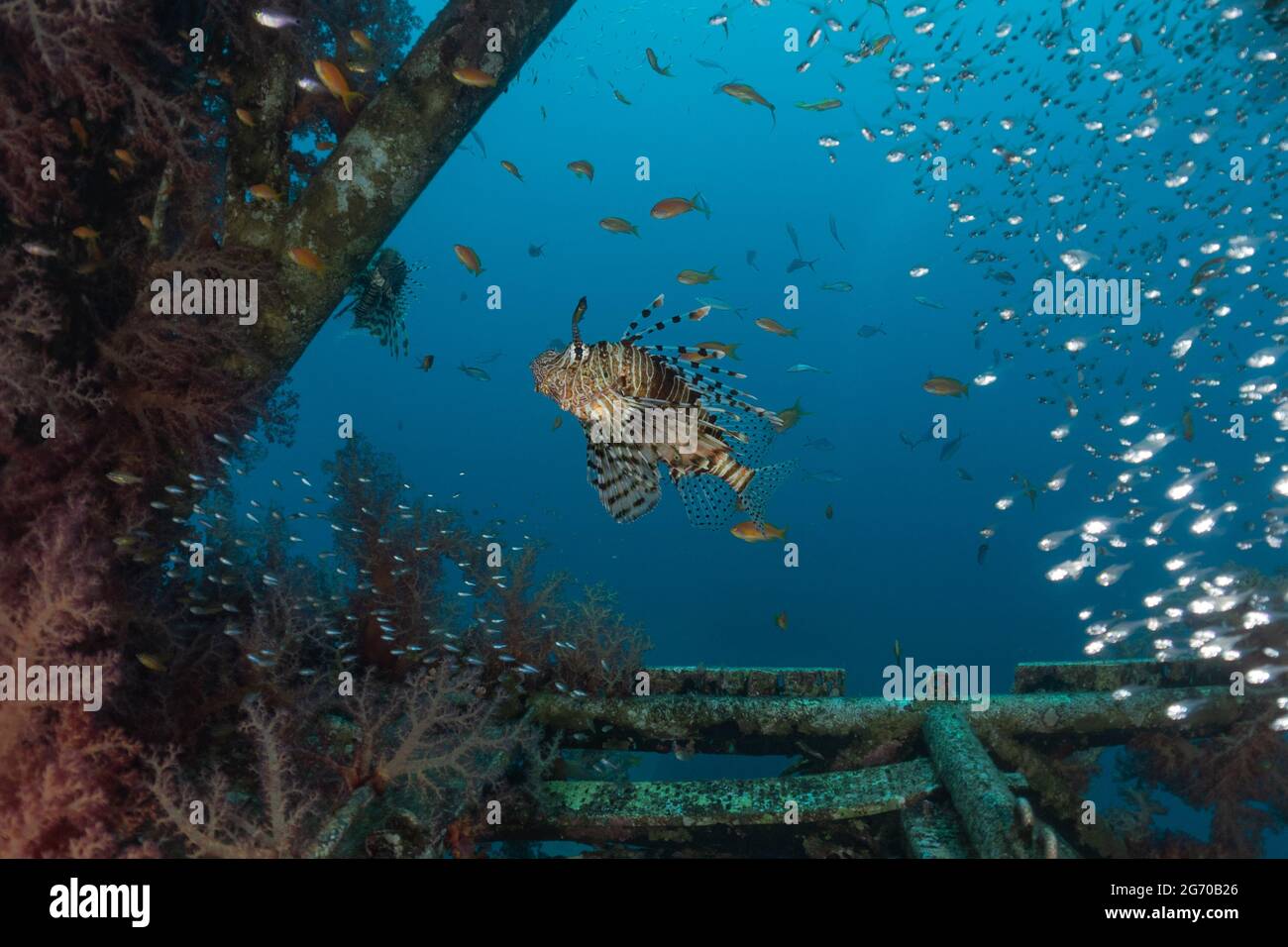 Lion fish in the Red Sea colorful fish, Eilat Israel Stock Photo - Alamy