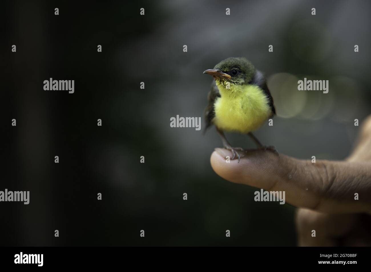 Shot of a small bird colored green and yellow perching on the finger of ...