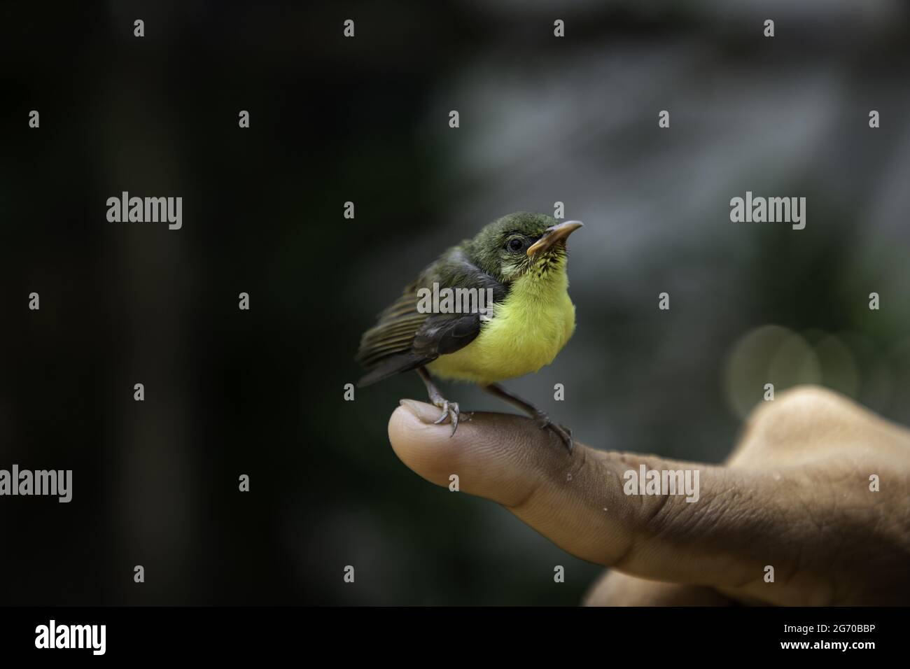 Shot of a small bird colored green and yellow perching on the finger of ...