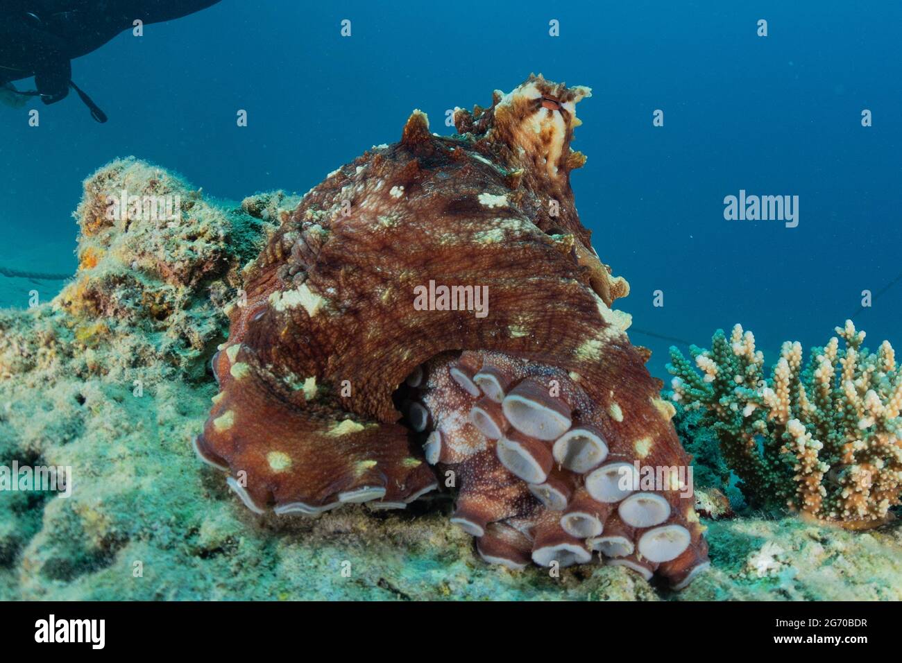 Octopus king of camouflage in the Red Sea, Eilat Israel Stock Photo - Alamy
