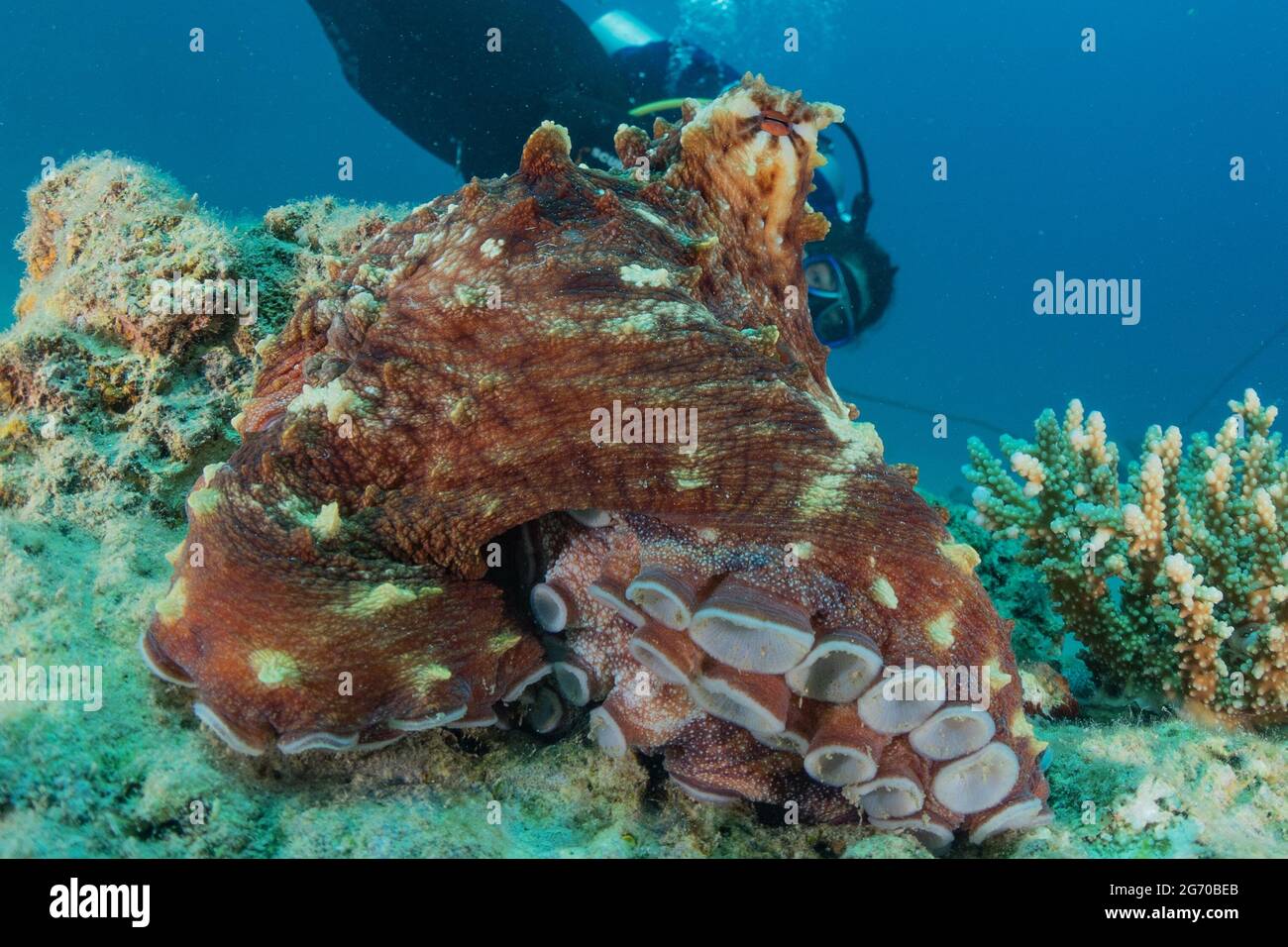 Octopus king of camouflage in the Red Sea, Eilat Israel Stock Photo - Alamy