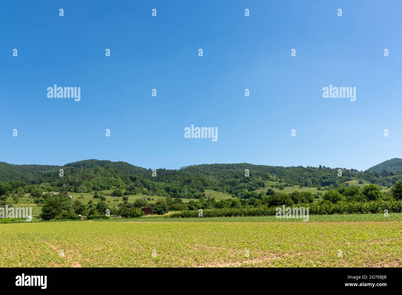 Beautiful day in the countryside with a bright field of grass under a ...