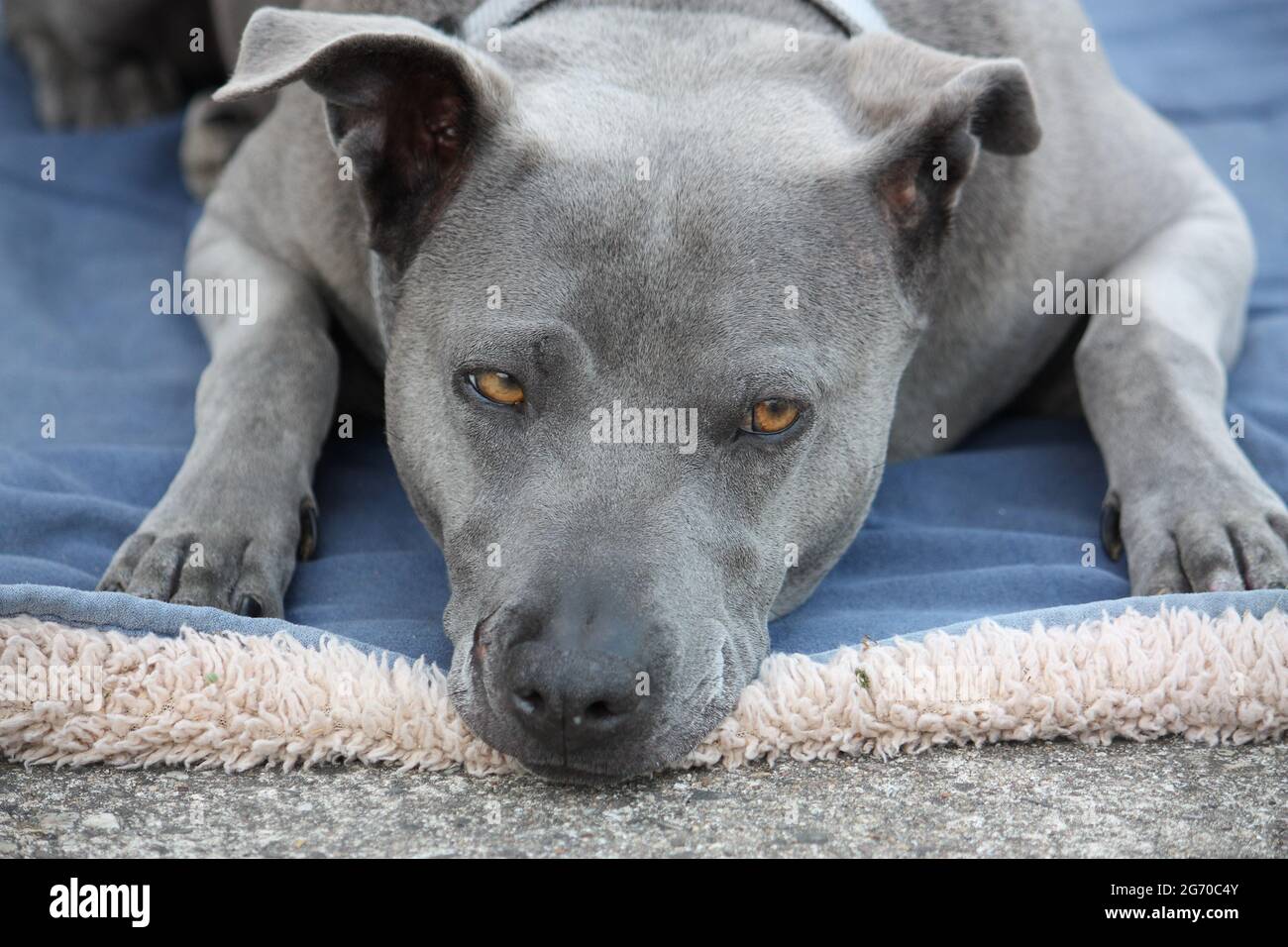 Grey American Pitbull